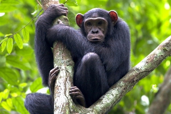 Scientists Make Advances in Chimpanzee and Elephant Monitoring through ...