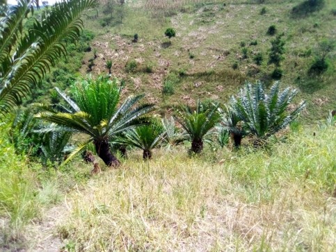 Advancing Biodiversity Efforts to Promote National Development > WCS Uganda